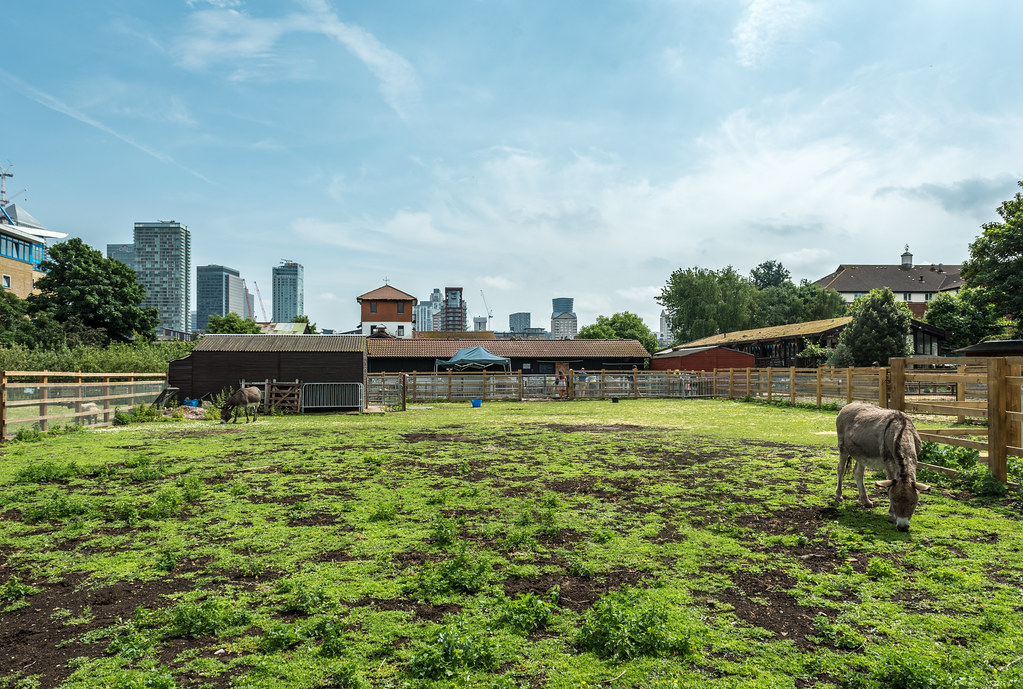 Surrey Docks Farm: A Green Space on the Site of Old Docks - londoname.com